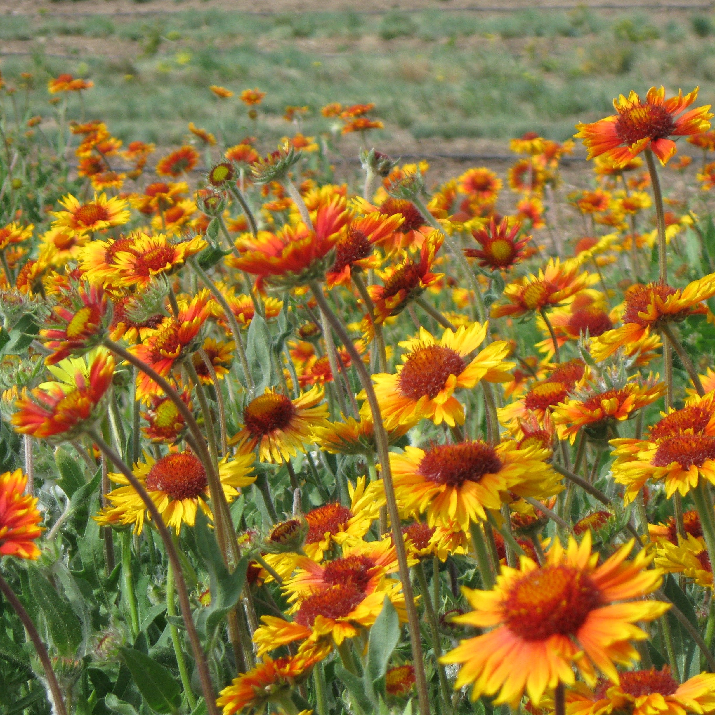 Buy Grass Seed Online For Lawn | Garden Seeds For Sale - Swell Seed Co